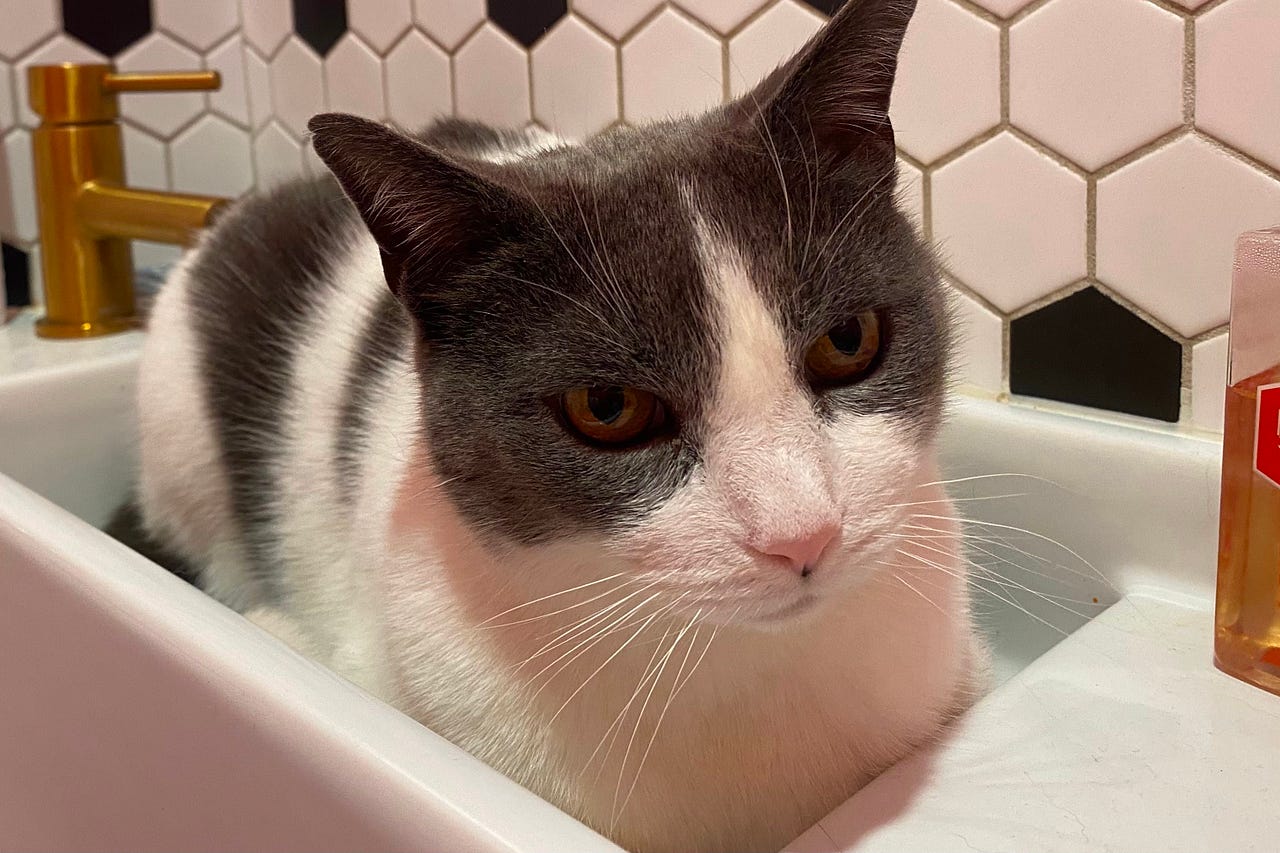 Marissa Rothkopf-Bakes: The Secret Life of Cookies | Substack