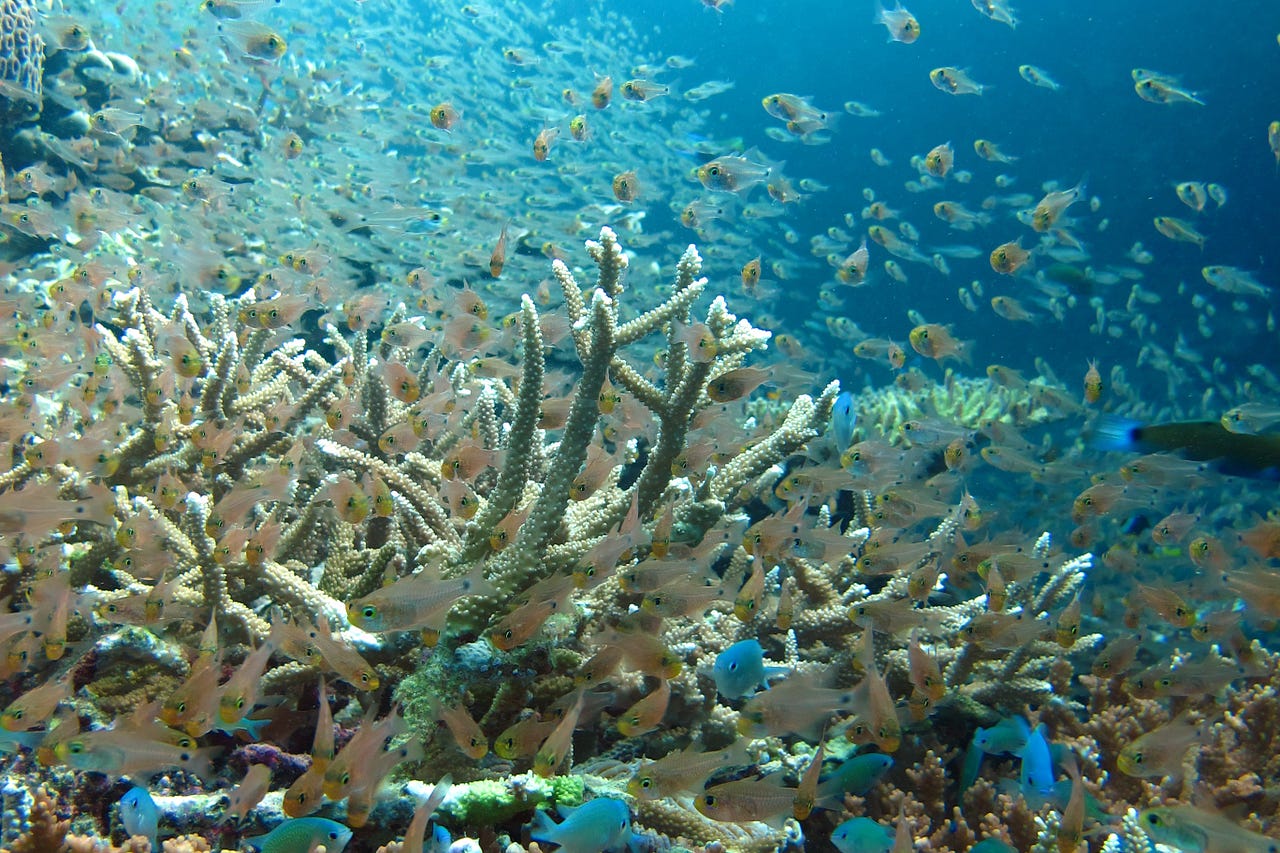 Ecomonitor Dispatch | Substack