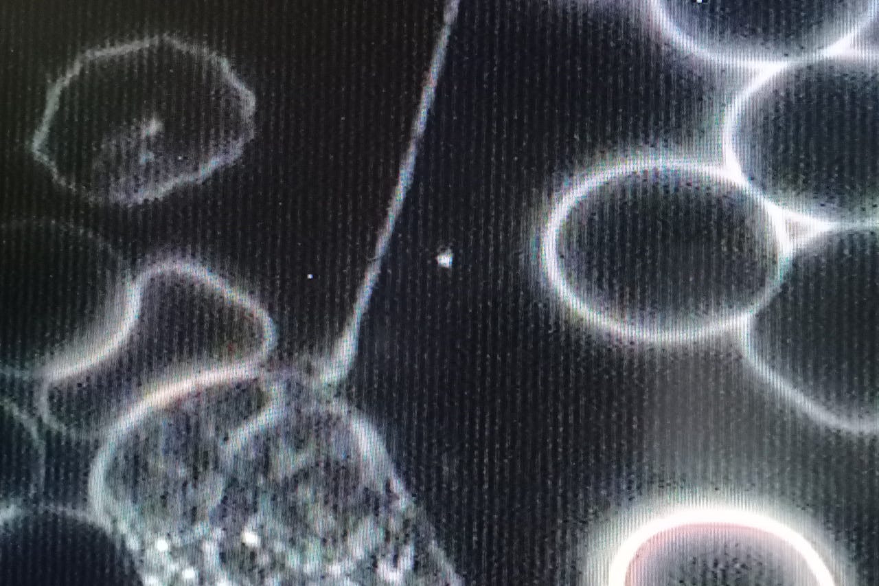 damon’s Substack | damon mcclure | Substack