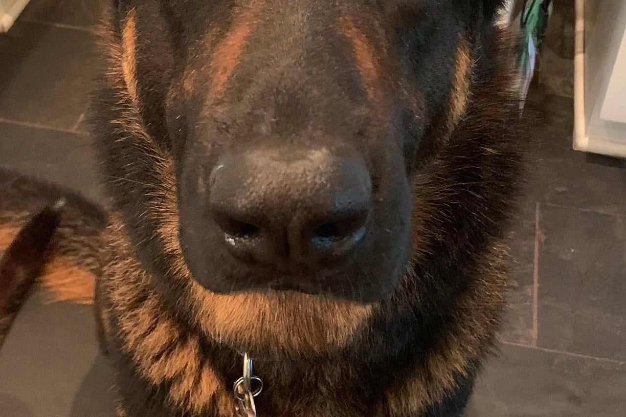 To the Contrary | Charlie Sykes | Substack