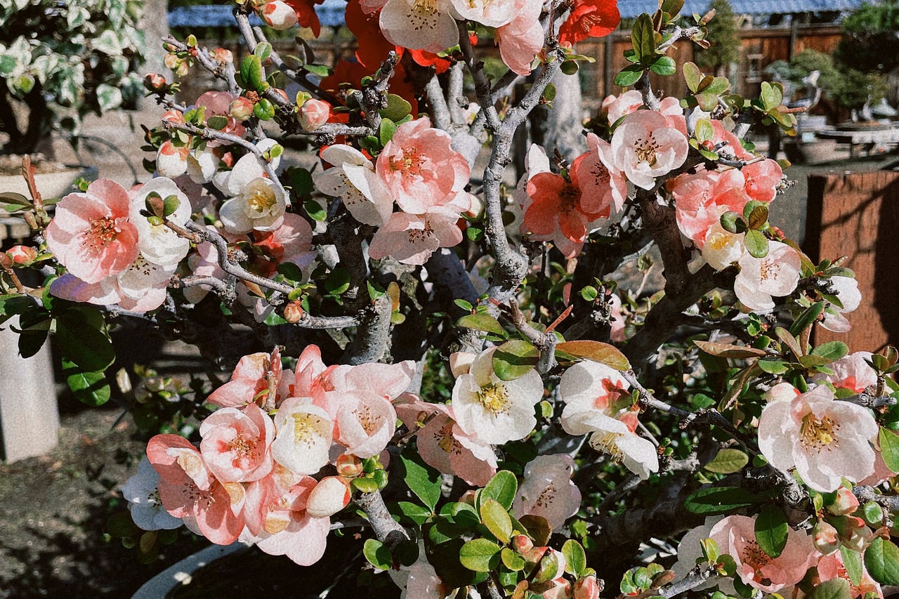 kat is present | kat fukui | Substack