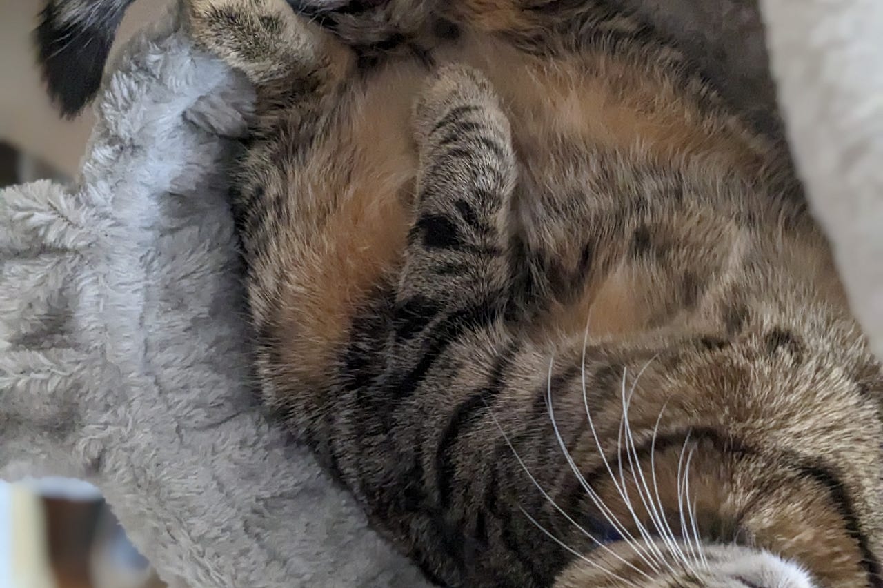 The Dispatch From Here | Kyrie | Substack