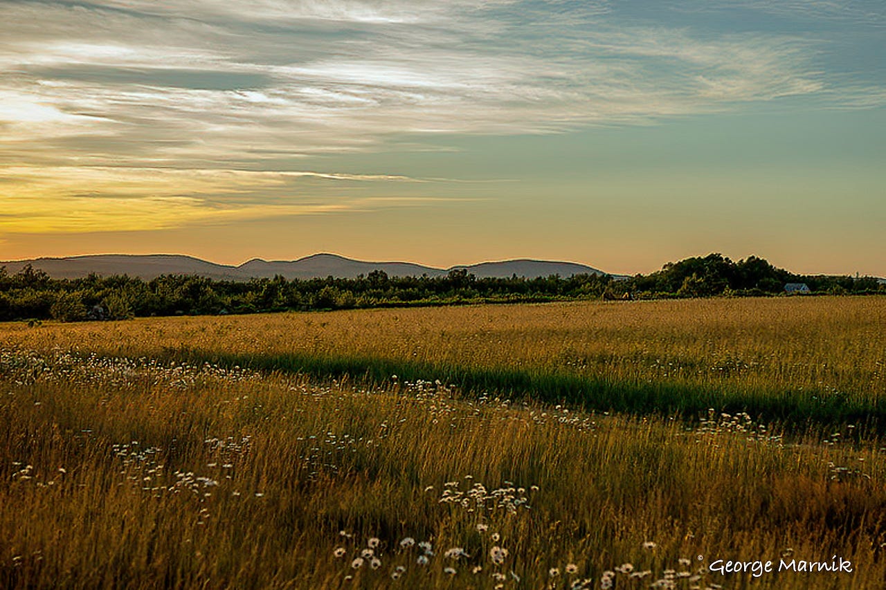 From the Science Classroom by Science Whiz Liz | Elisabeth Marnik, PhD | Substack