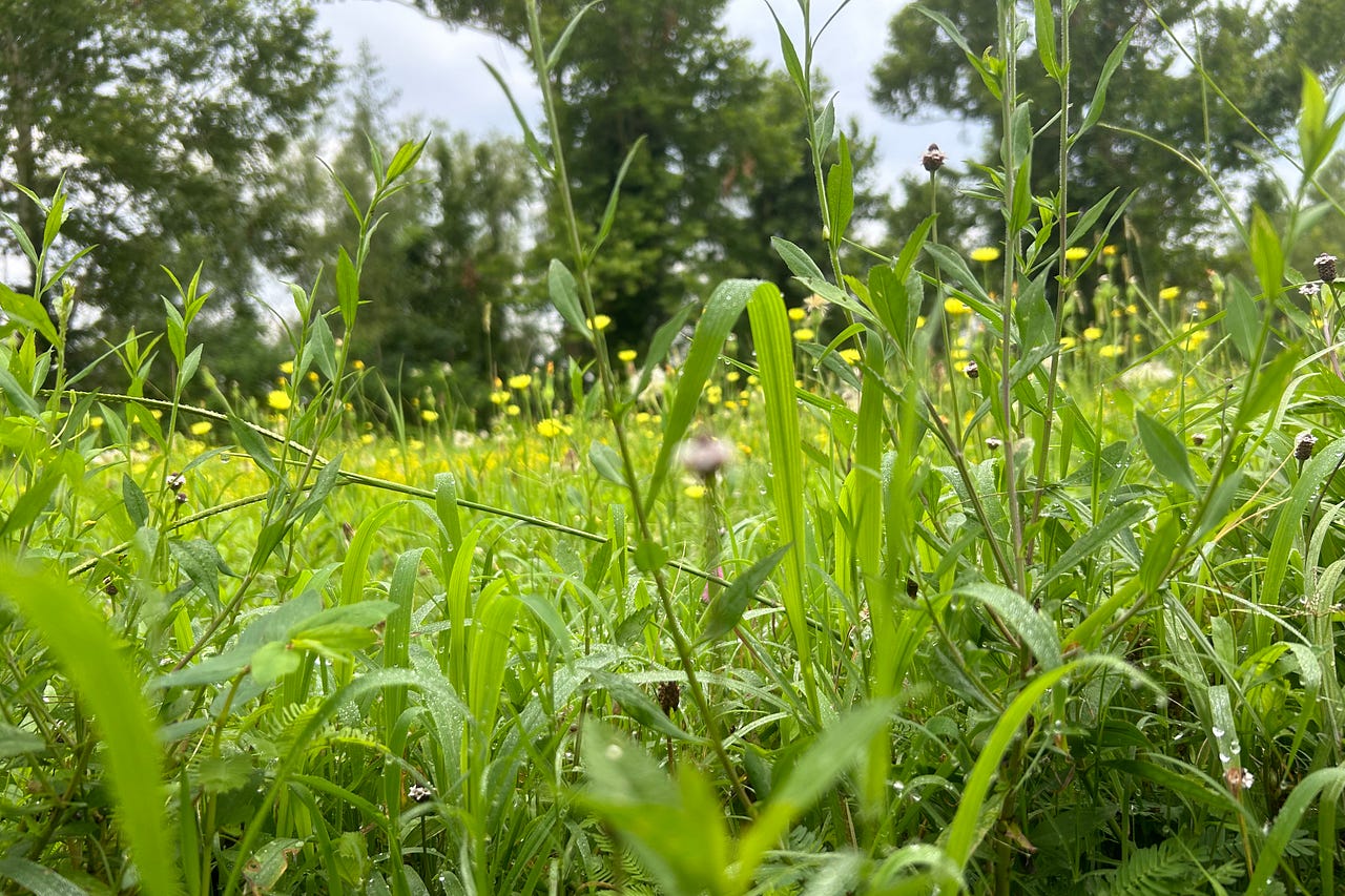 Brackish Baptisms | Tiara Raven Marie | Substack