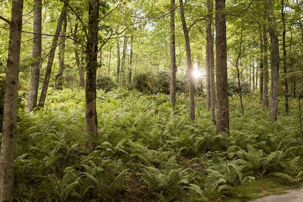 Chime In with Amanda | Amanda Watson Johnson | Substack