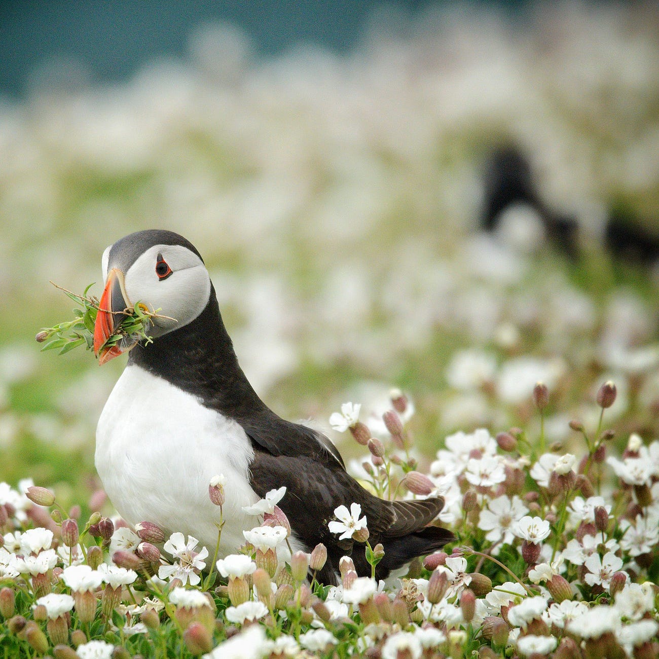 how to draw puffins feet