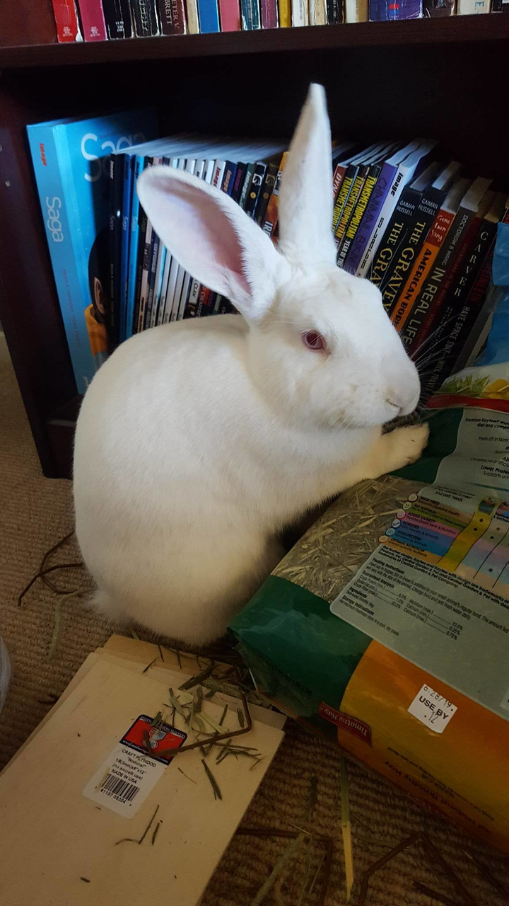 Noahpinion | Noah Smith | Substack