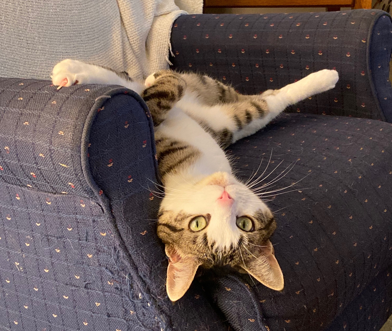 The Armchair | Mo Moulton | Substack