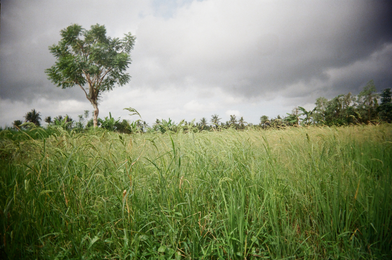 Nawala Suka-Suka | Devina Yo | Substack