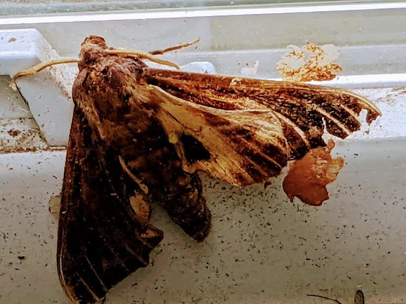 gate(less) | Con/Jur/d | Substack