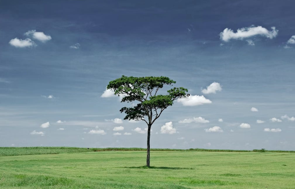 Nepali Trader | Substack