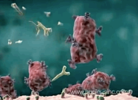 ANCA and ANCA-associated vasculitis after mass vaccination