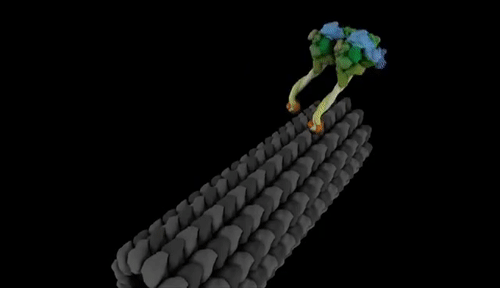 Pathophysiology of "brain fog" - by DoorlessCarp🐭