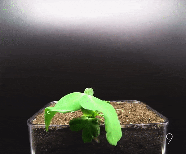 The Tree of Knowledge - by Tomas Pueyo