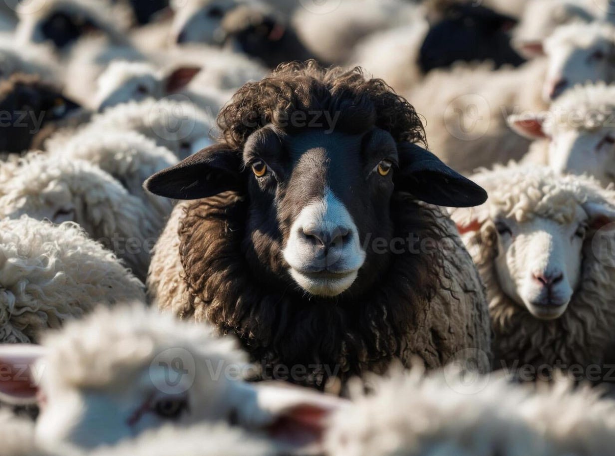 Dangerous Sheep - by cheryl zach - cheryl’s Substack