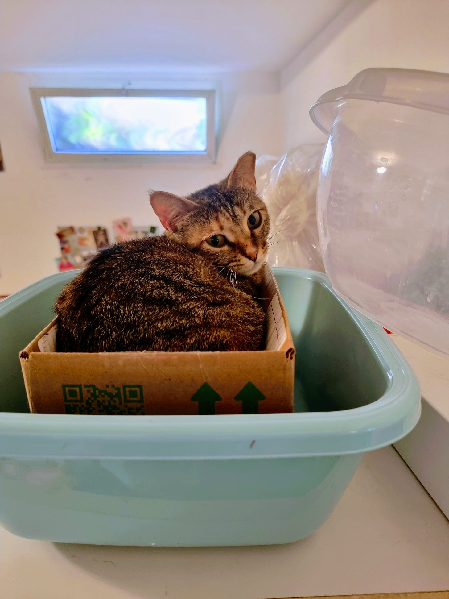 Wild Thing - Julie Gray Says