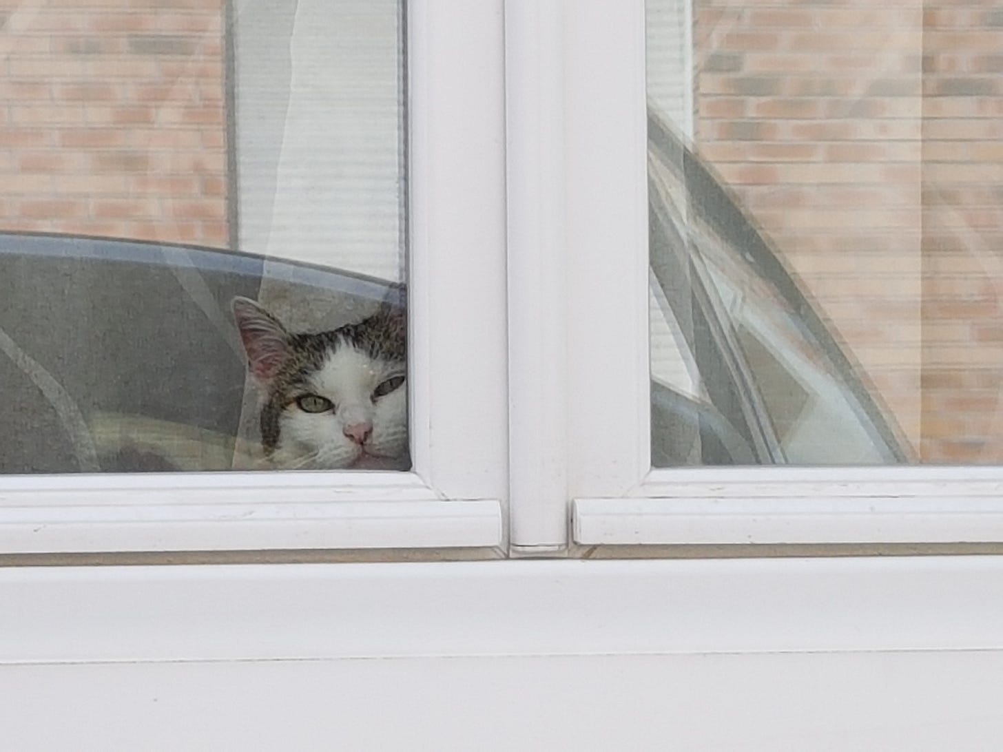 Operation Acoustikitty aka spy cats - by Janice