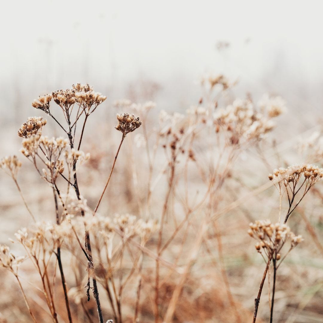 Module 2: Rootwork & Hoodoo Herbalism – Standards, Practices, and ...