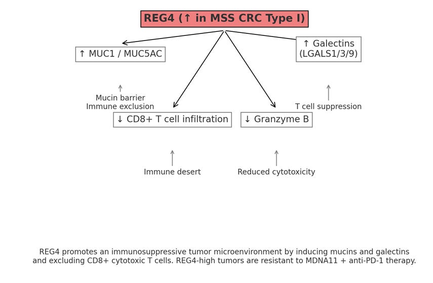 Reprogramming MSS Colorectal Cancer with MDNA11 — A Path to a Dedicated ...