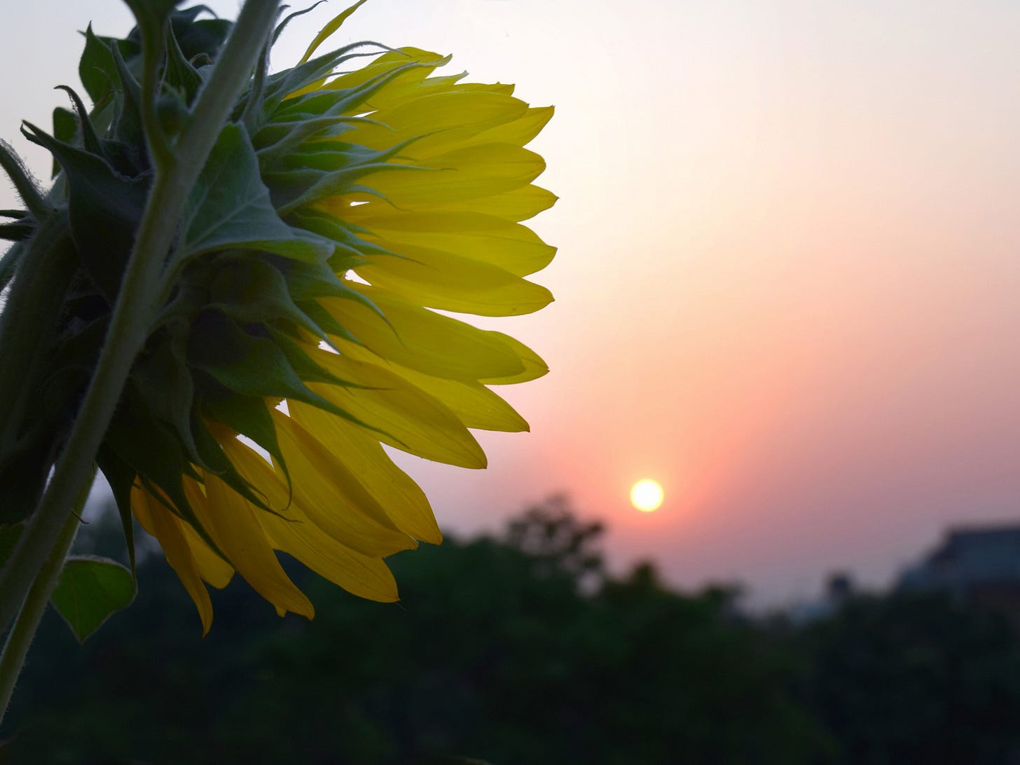 Review: The Romance of Reality, by Bobby Azarian