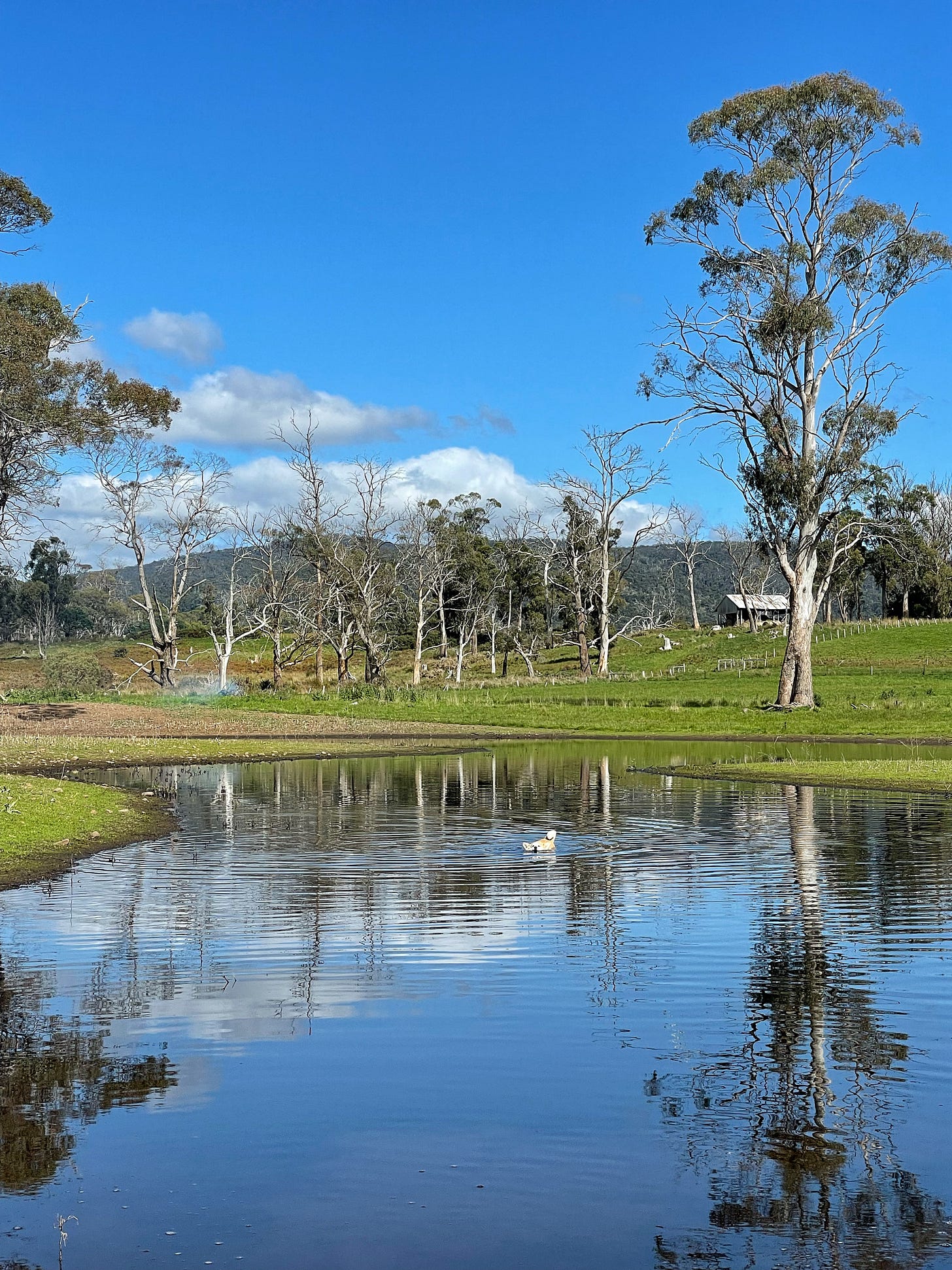 The Sit Spot | Maggie Mackellar | Substack