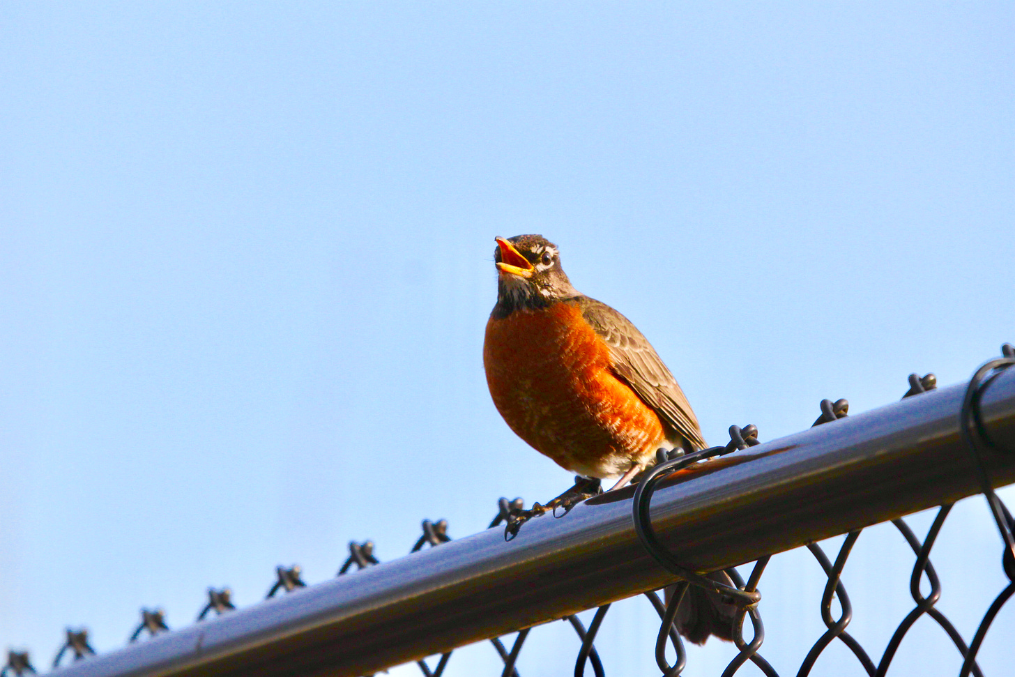 Just how many robins spend winter in Chicago? A lot.