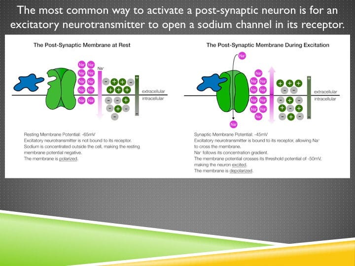 39. How Neurons Get Excited - by Chris Masterjohn, PhD