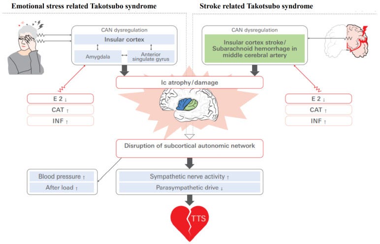 THE AMYGDALA, SYMPATHETIC OVERDRIVE AND ELEVATED CATECHOLAMINE LEVELS ...