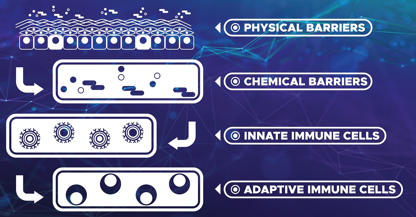 Immunology 101: Innate and Adaptive Immunity Explained