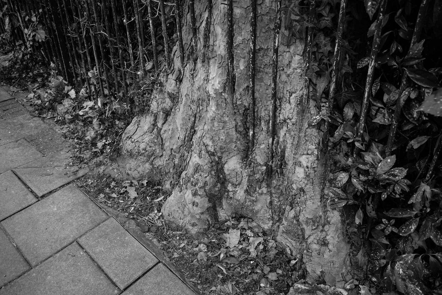 37. Trees don't try to fit in - by Thom Wong