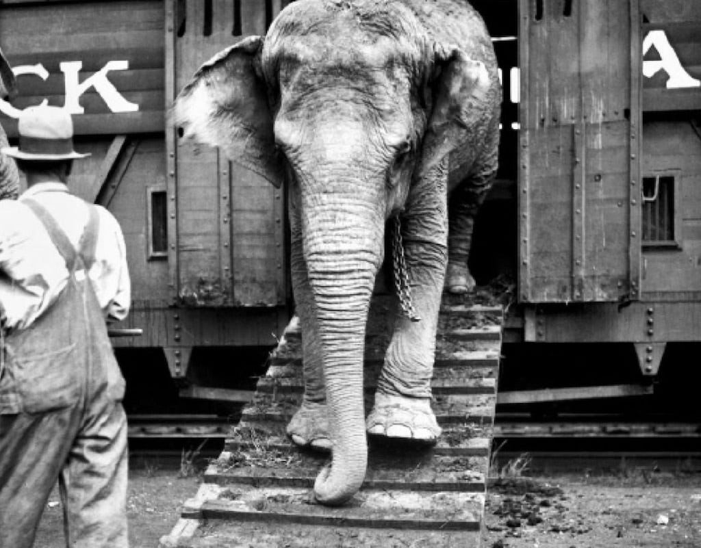 That time when an elephant got loose in Wilmington for a few days