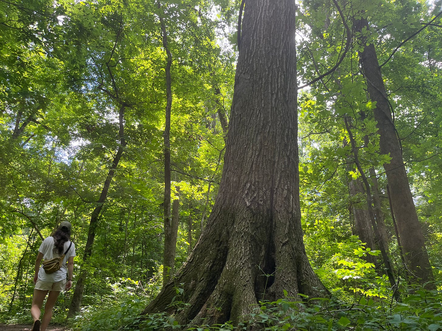 Old Forest Arboretum - by Boyce Upholt - southlands