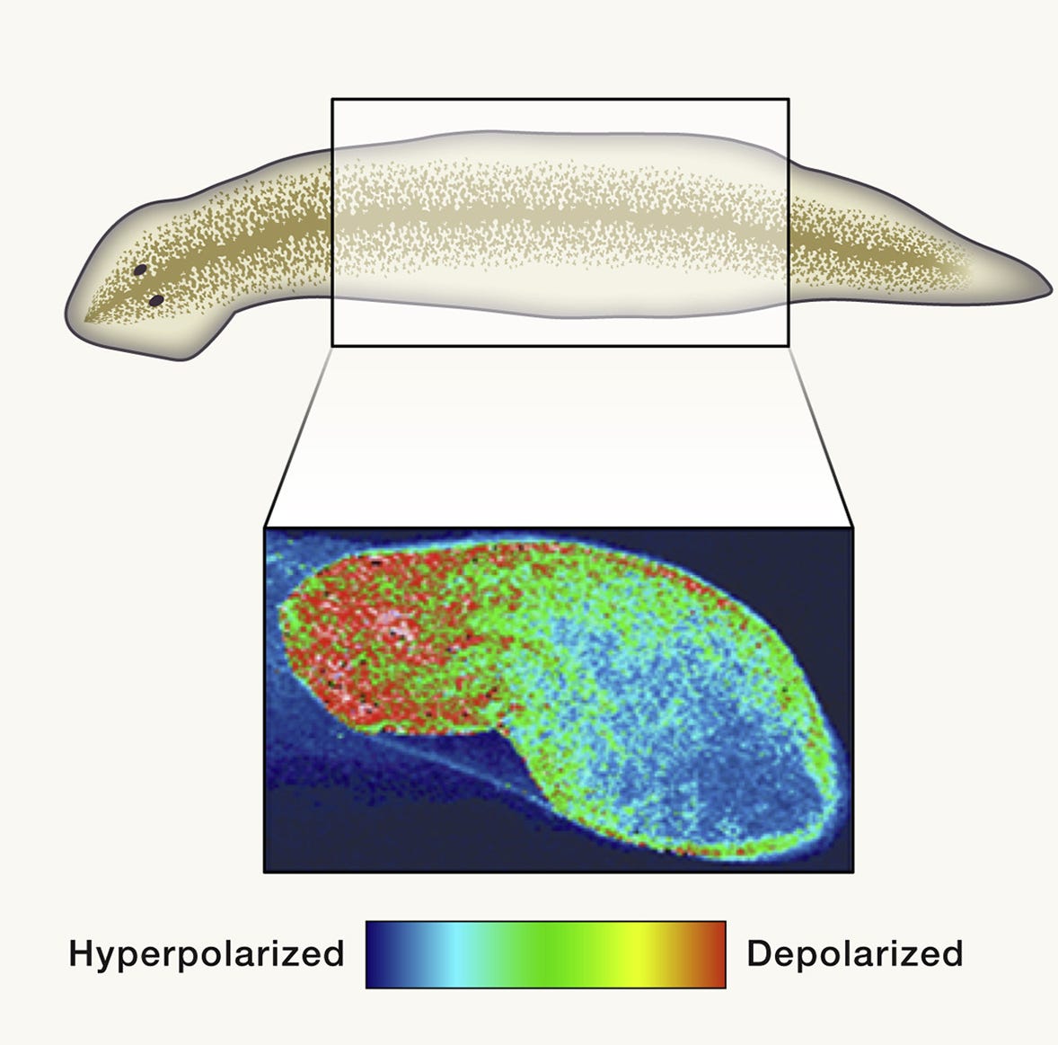 Bioelectricity: the collective intelligence of cells