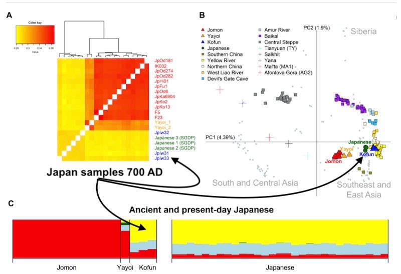 Built to Last: Continuity in Japanese Genetics