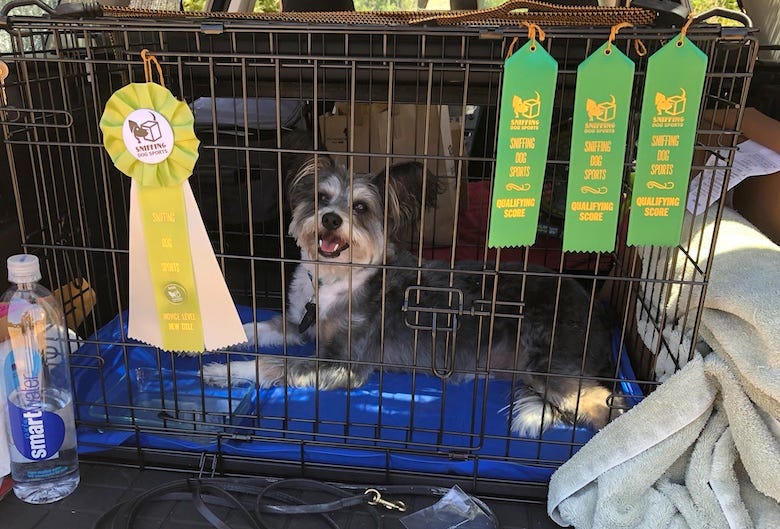 Welcome to Sniffing Bits - by Donna Golemon - Sniffing Bits