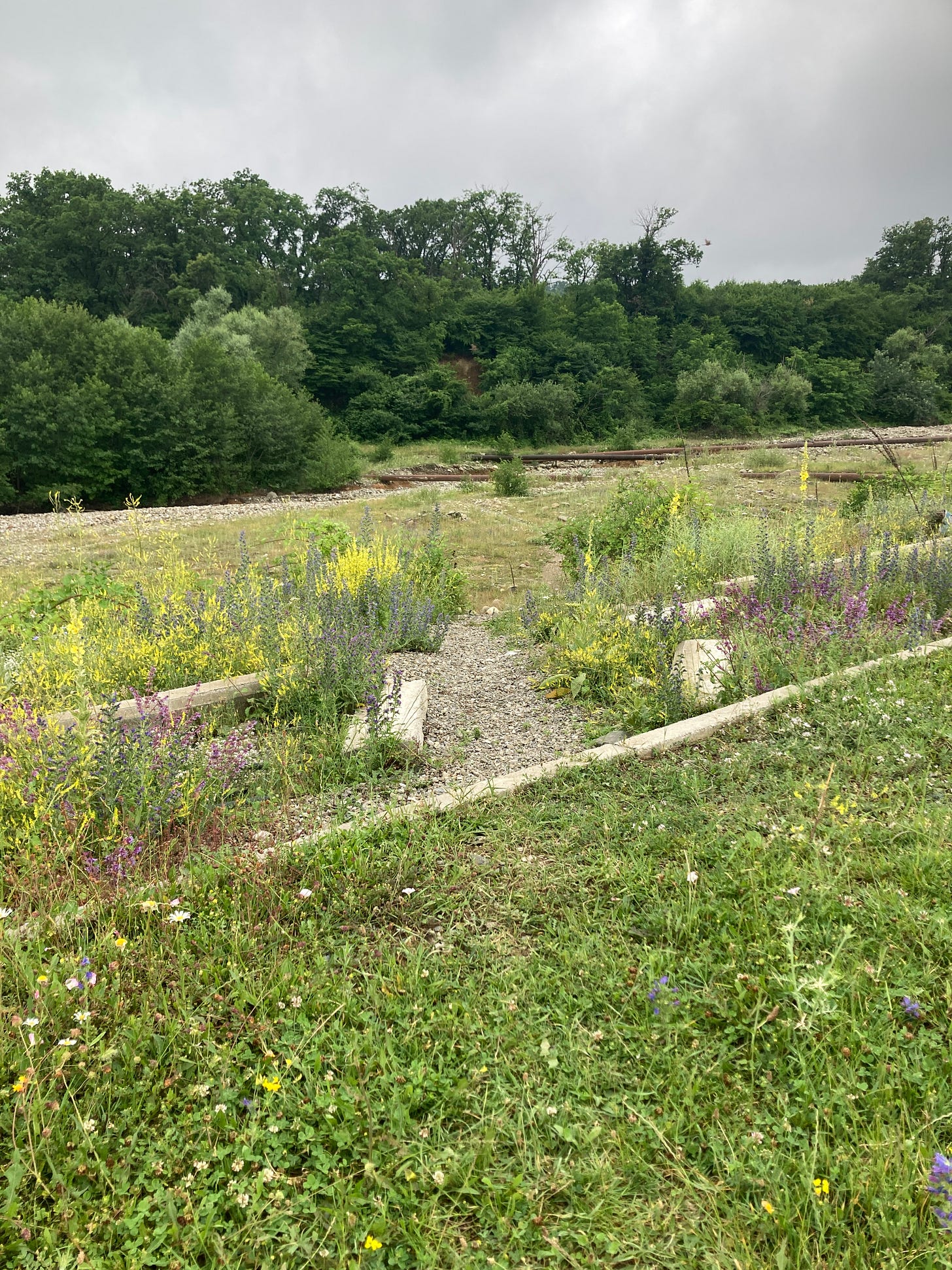 Ruderal Aesthetics - by Sarah Cowles - Ruderal - Ruderal