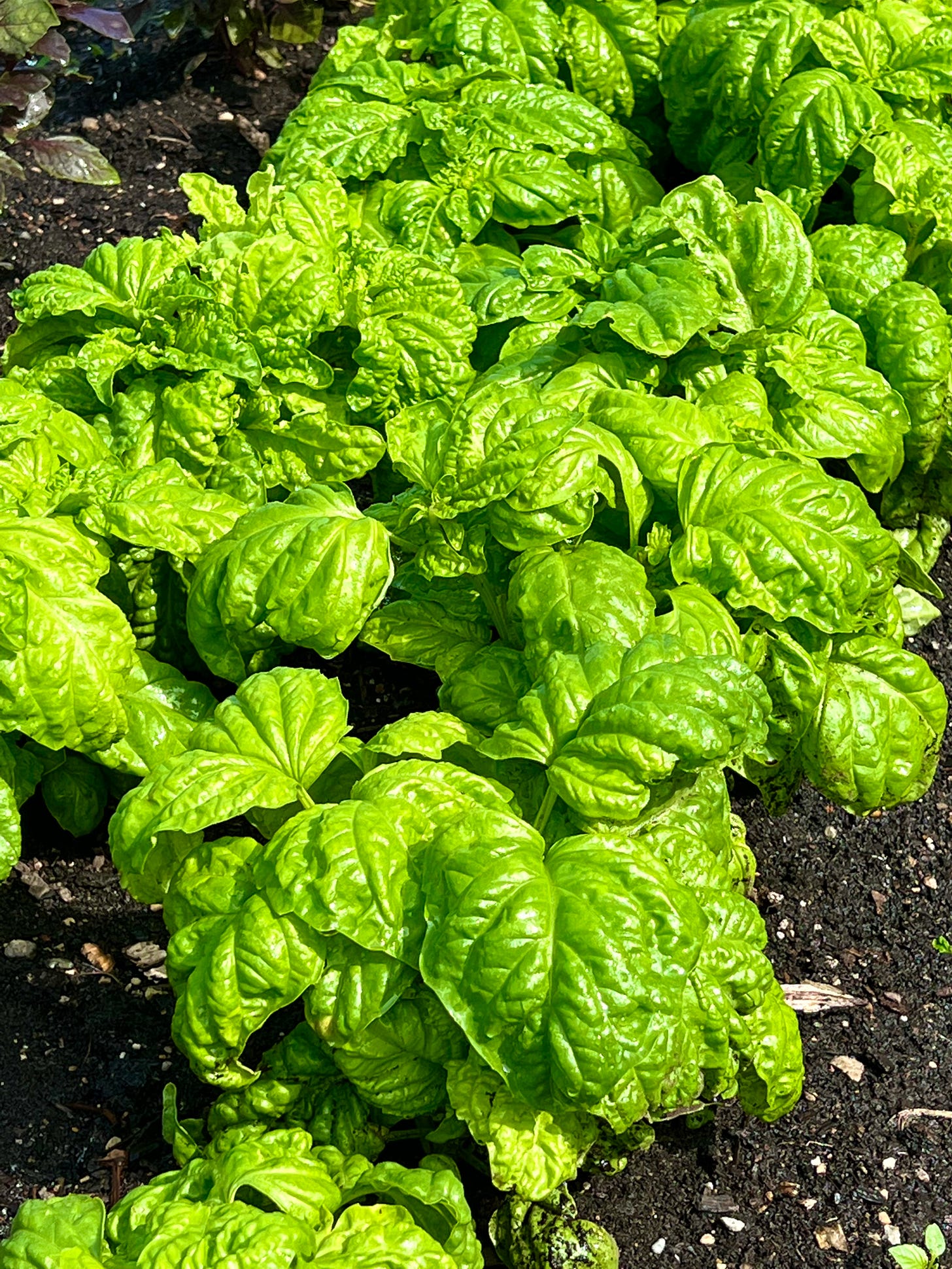 The Stellar Work of Star Farm Chicago - by Bob Benenson