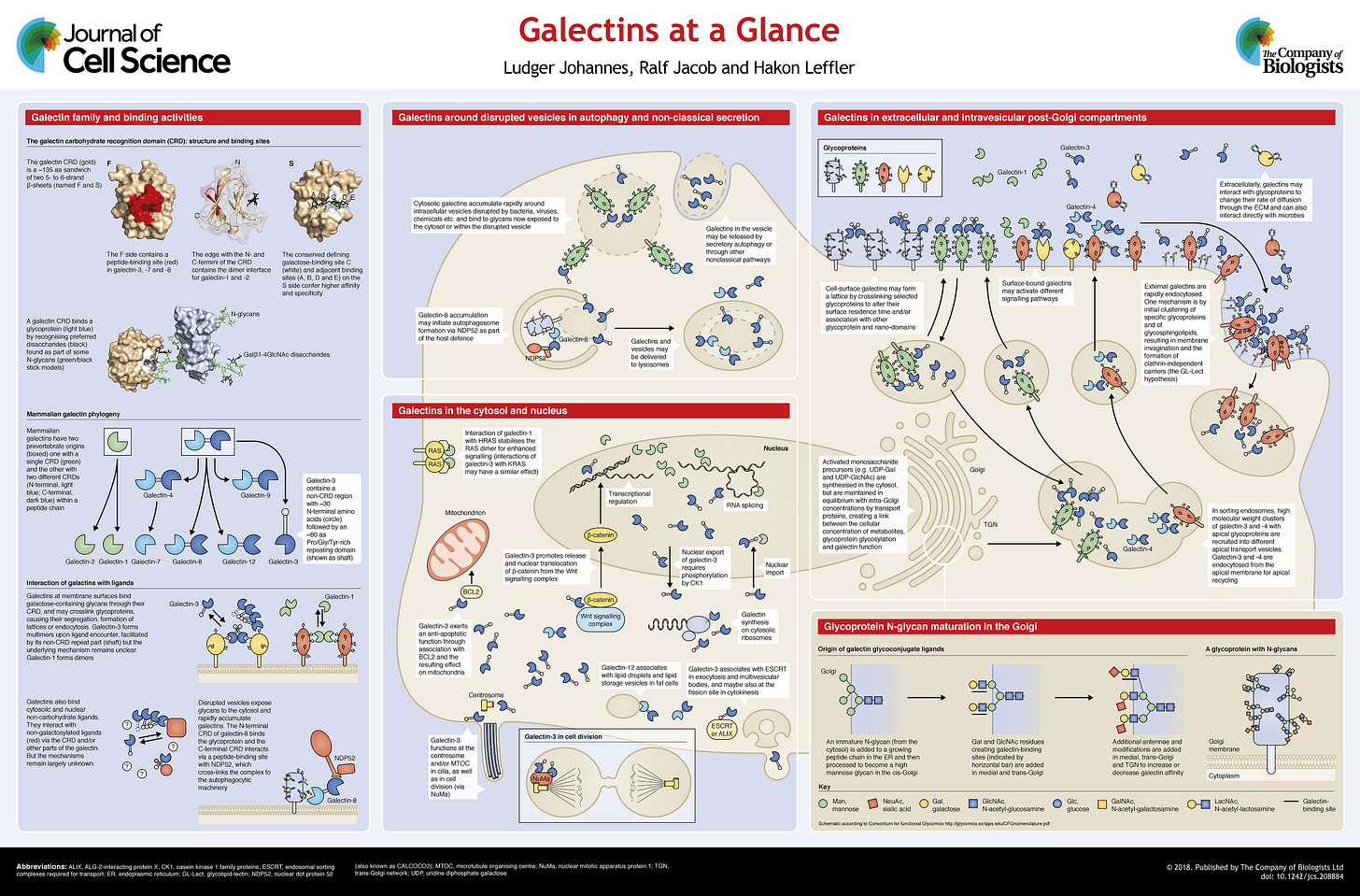 Chimeric nature of Galectin-3 and SARS-CoV-2 - by Moriarty