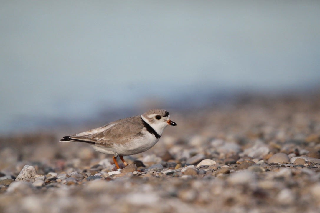 Seven show-stopping Midwestern bird species - by Bob Dolgan