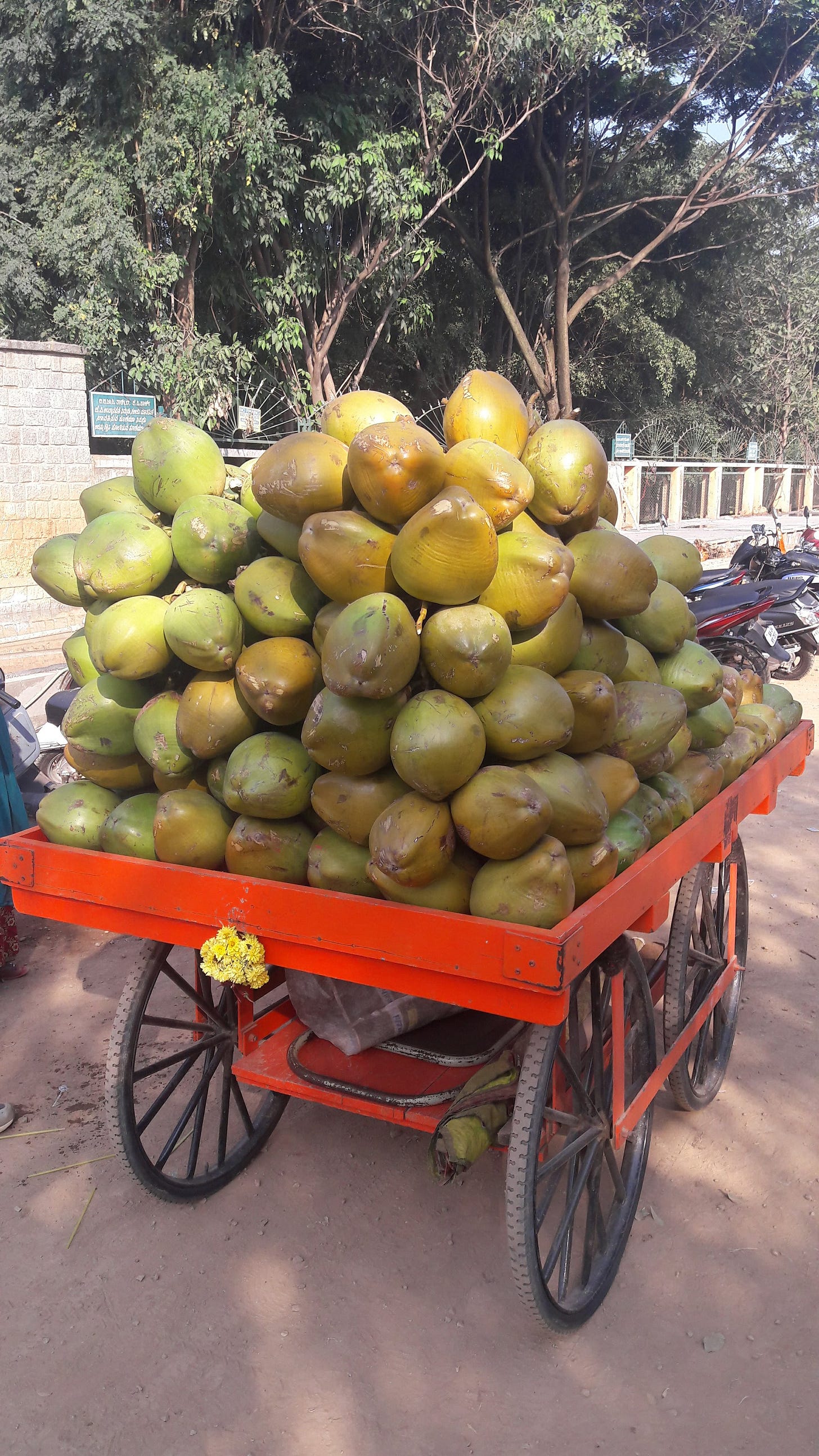 The enduring appeal of refreshing tender coconuts