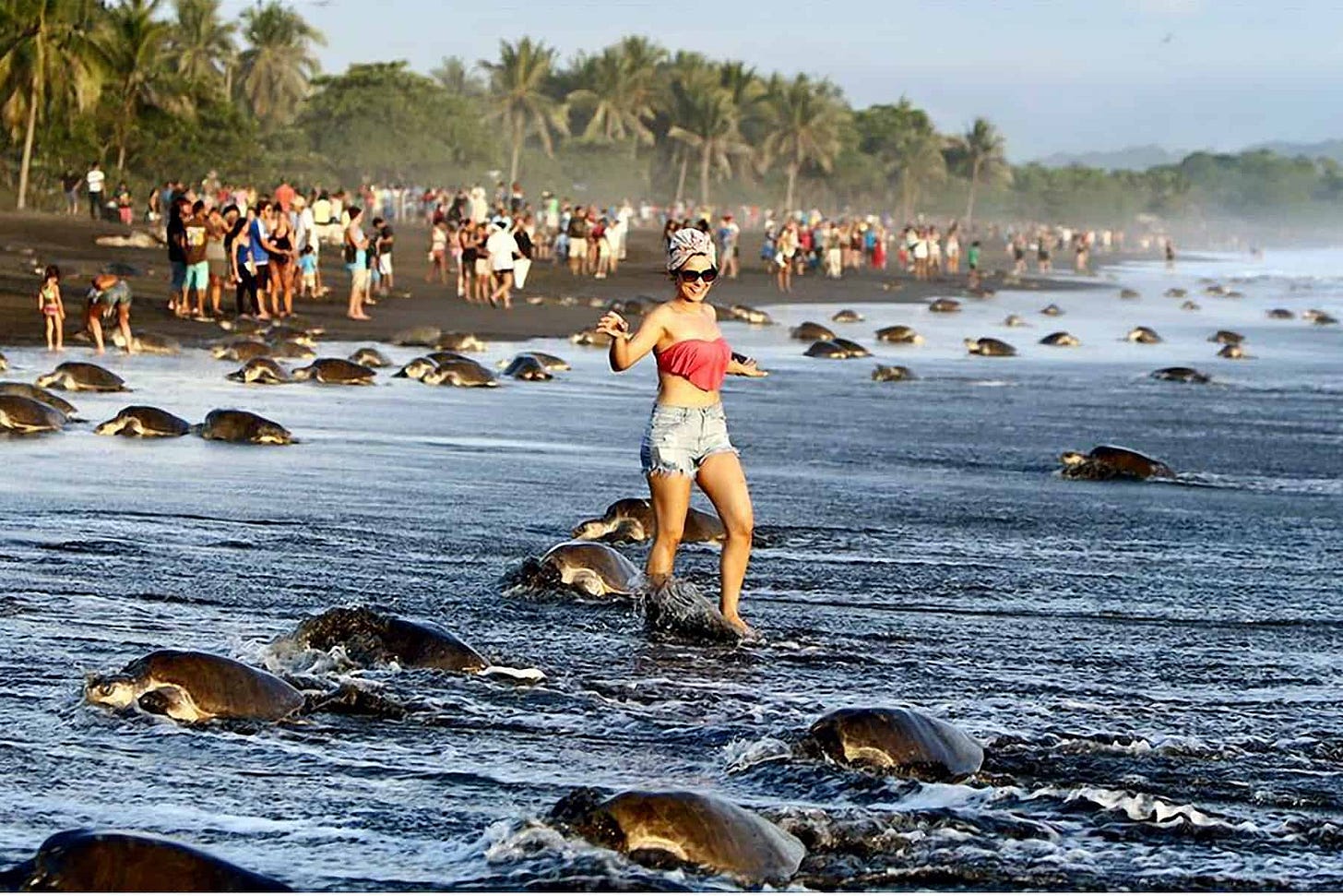 The incredible sea turtle arribadas in Costa Rica