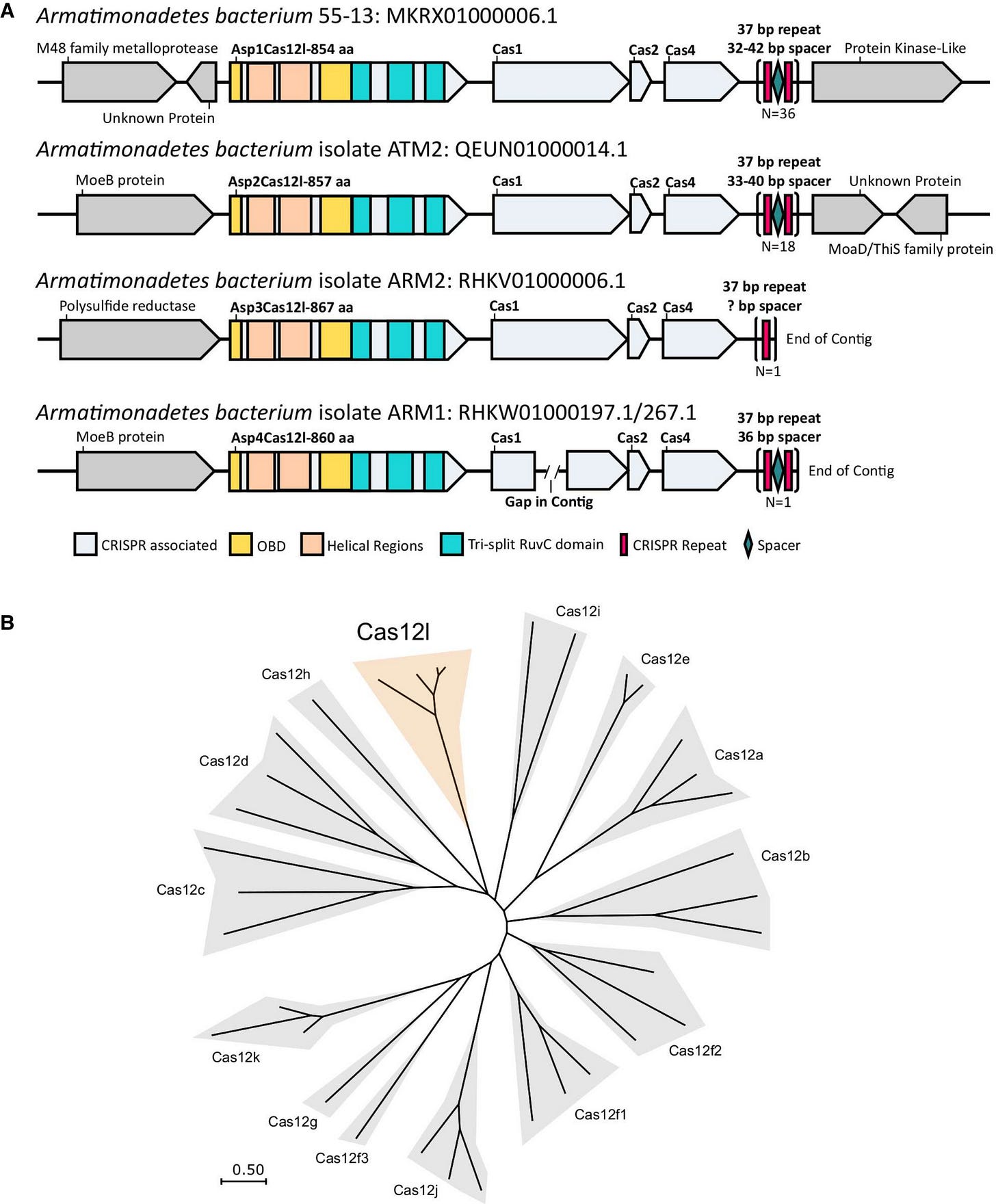 A New Family of CRISPR Proteins: Index #72