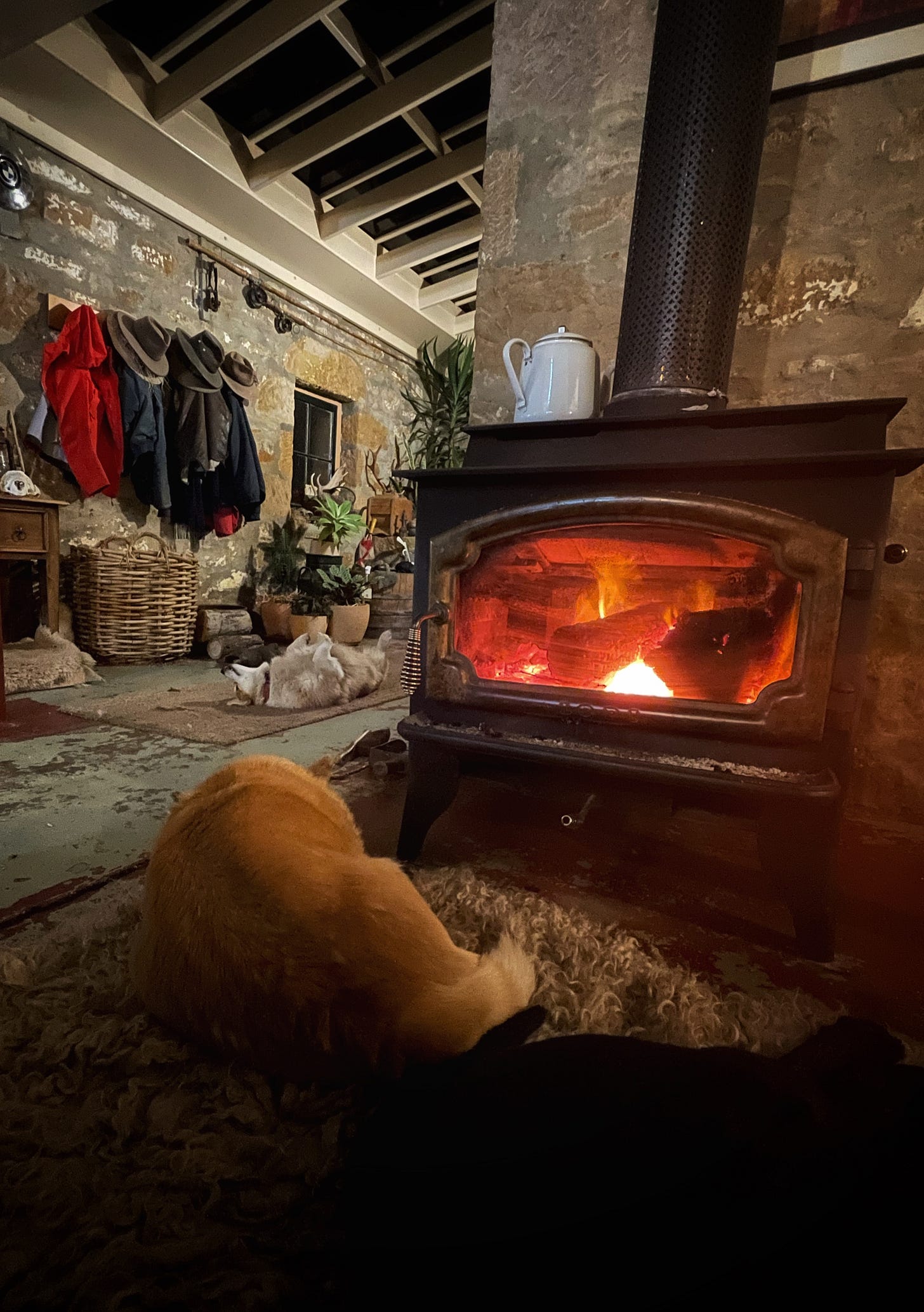 The Sit Spot | Maggie Mackellar | Substack