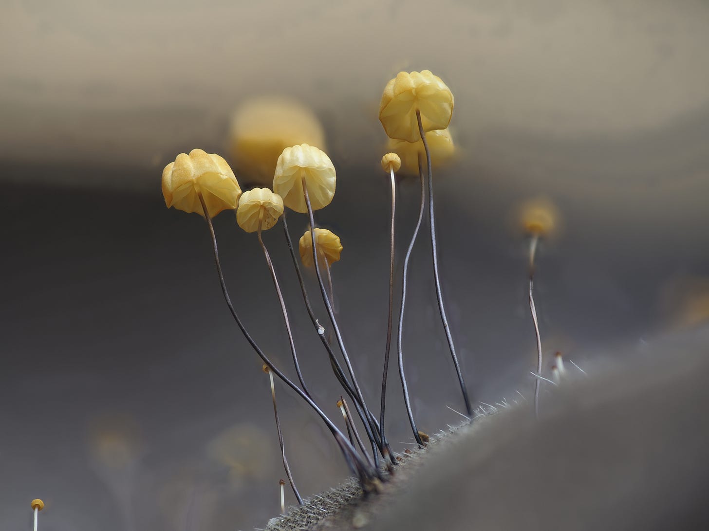 A Luminous Porecap and Other Fungi in Kuala Lumpur