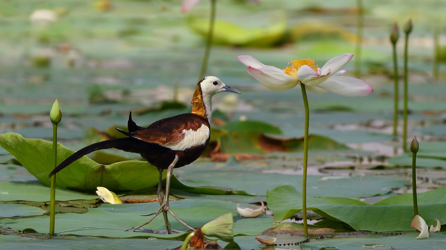 Polyandry on the Far Side of the World - by Heather Heying