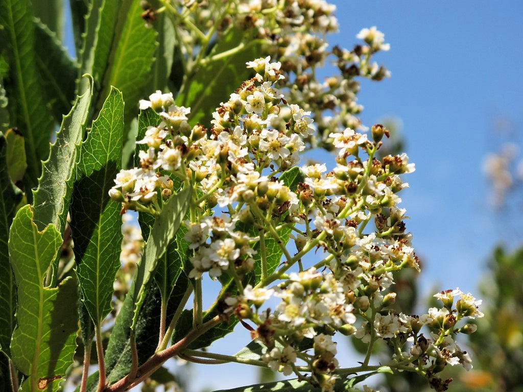 Freehiking in California - by Au Naturel