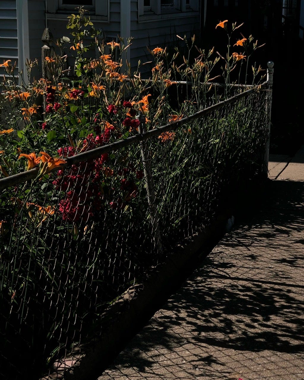 #32: June in Logan Square - by Stefania Culafic