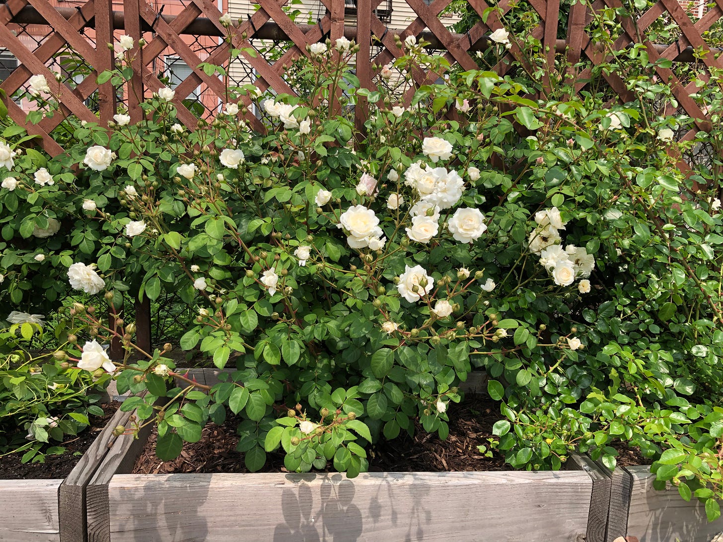 Everything I Know About Climbing Roses - by Steve
