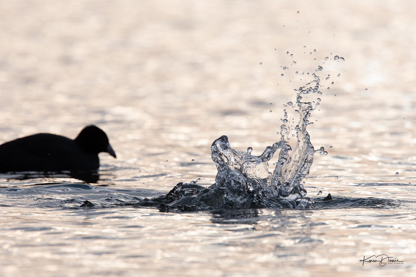 The Cootie Portal - by Karen Davis - Life in the Real World
