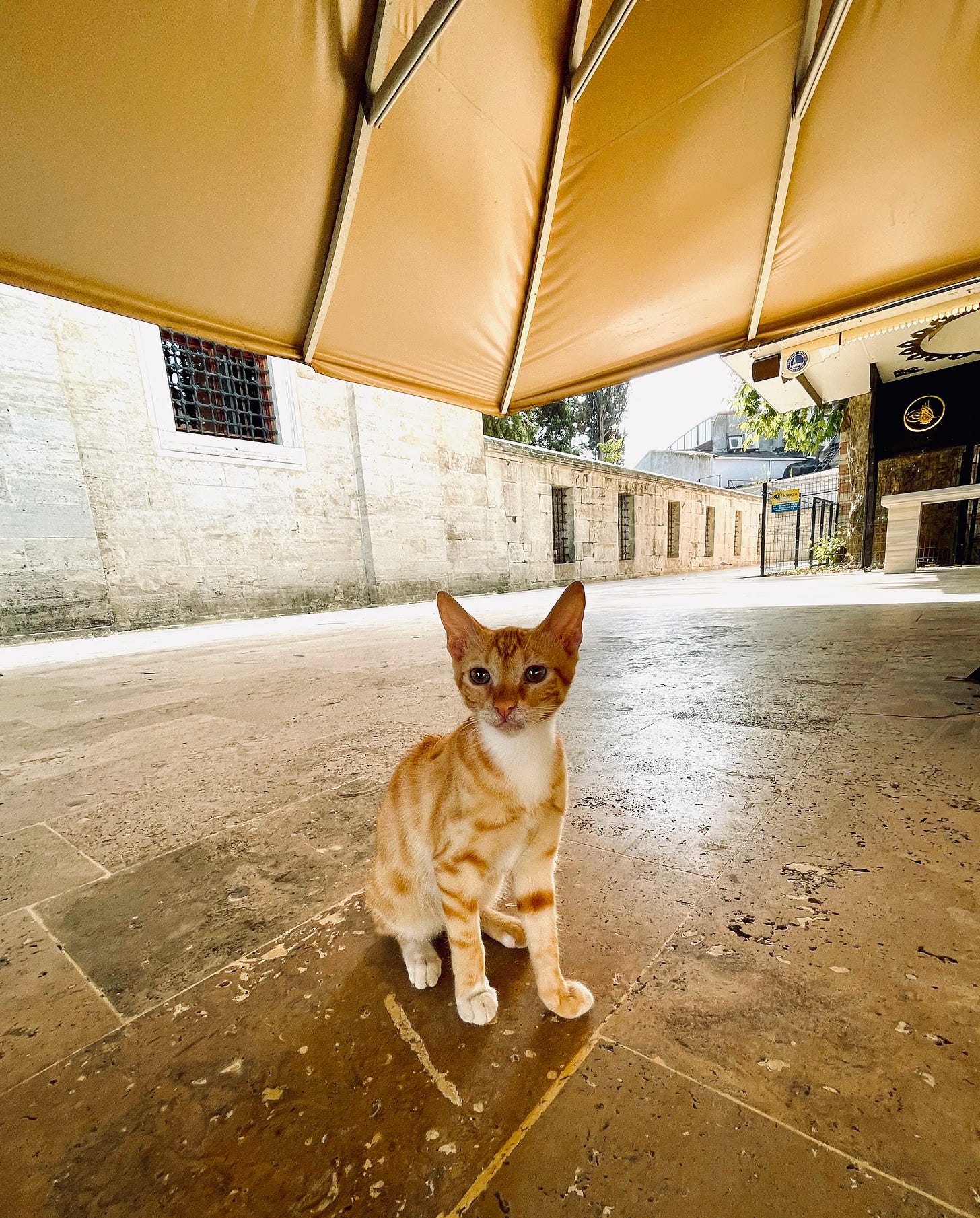 The Cats (and Dogs) of Istanbul